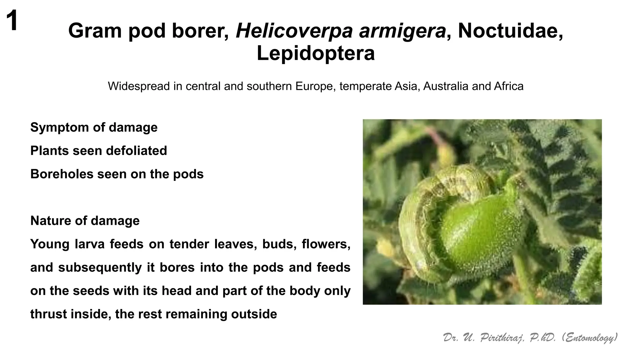 Pests of Bengal gram_Identification_Dr.UPR.pdf