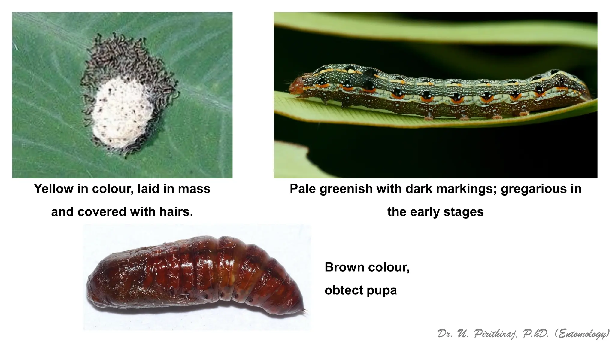 Pests of Bengal gram_Identification_Dr.UPR.pdf