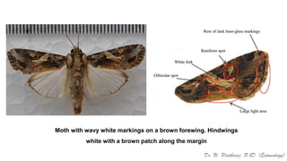 Pests of Bengal gram_Identification_Dr.UPR.pdf | Agriculture | Industries