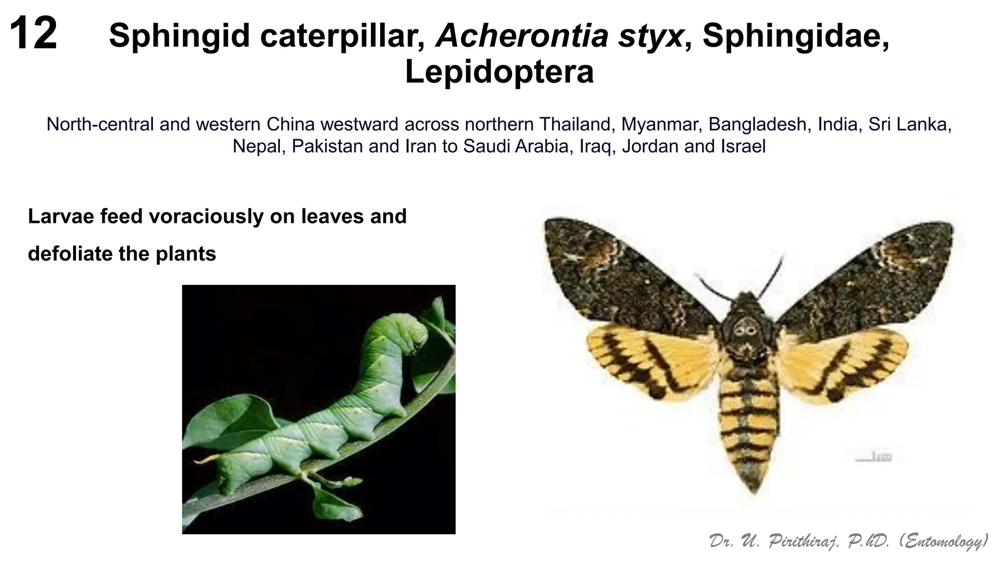 Pests of Blackgram, greengram, cowpea_Dr.UPR.pdf