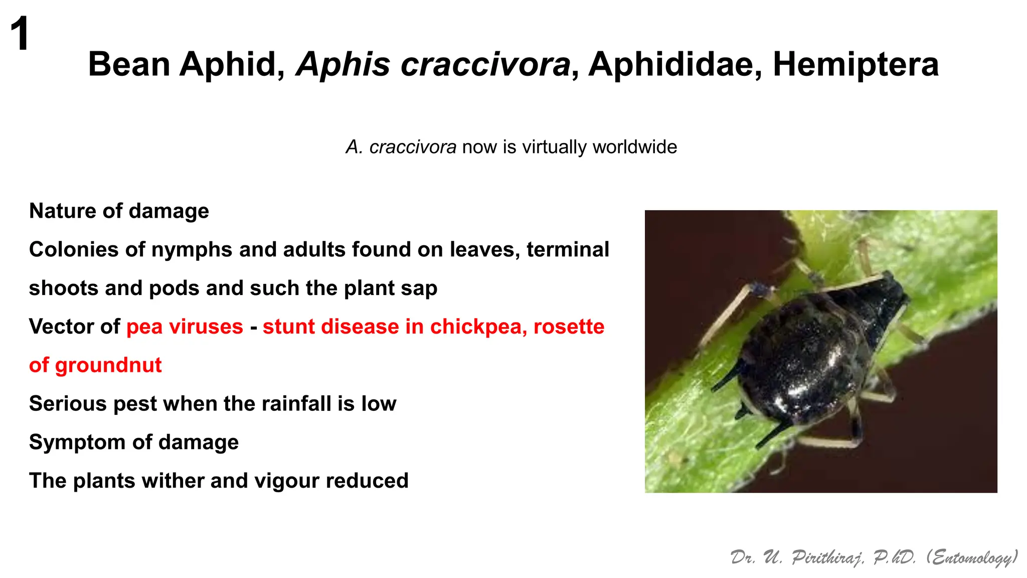 Pests of Blackgram, greengram, cowpea_Dr.UPR.pdf