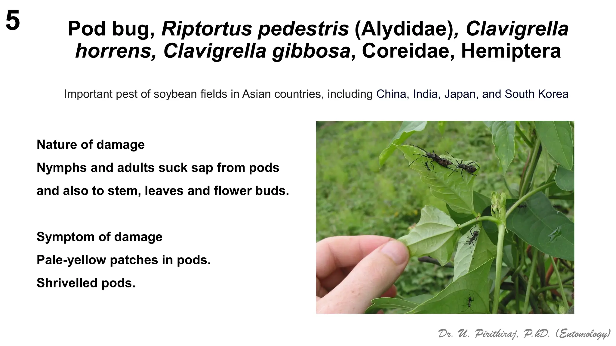 Pests of Blackgram, greengram, cowpea_Dr.UPR.pdf