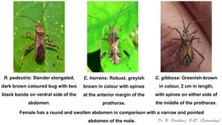 Pests of Blackgram, greengram, cowpea_Dr.UPR.pdf