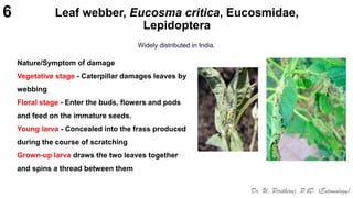 Pests of Blackgram, greengram, cowpea_Dr.UPR.pdf