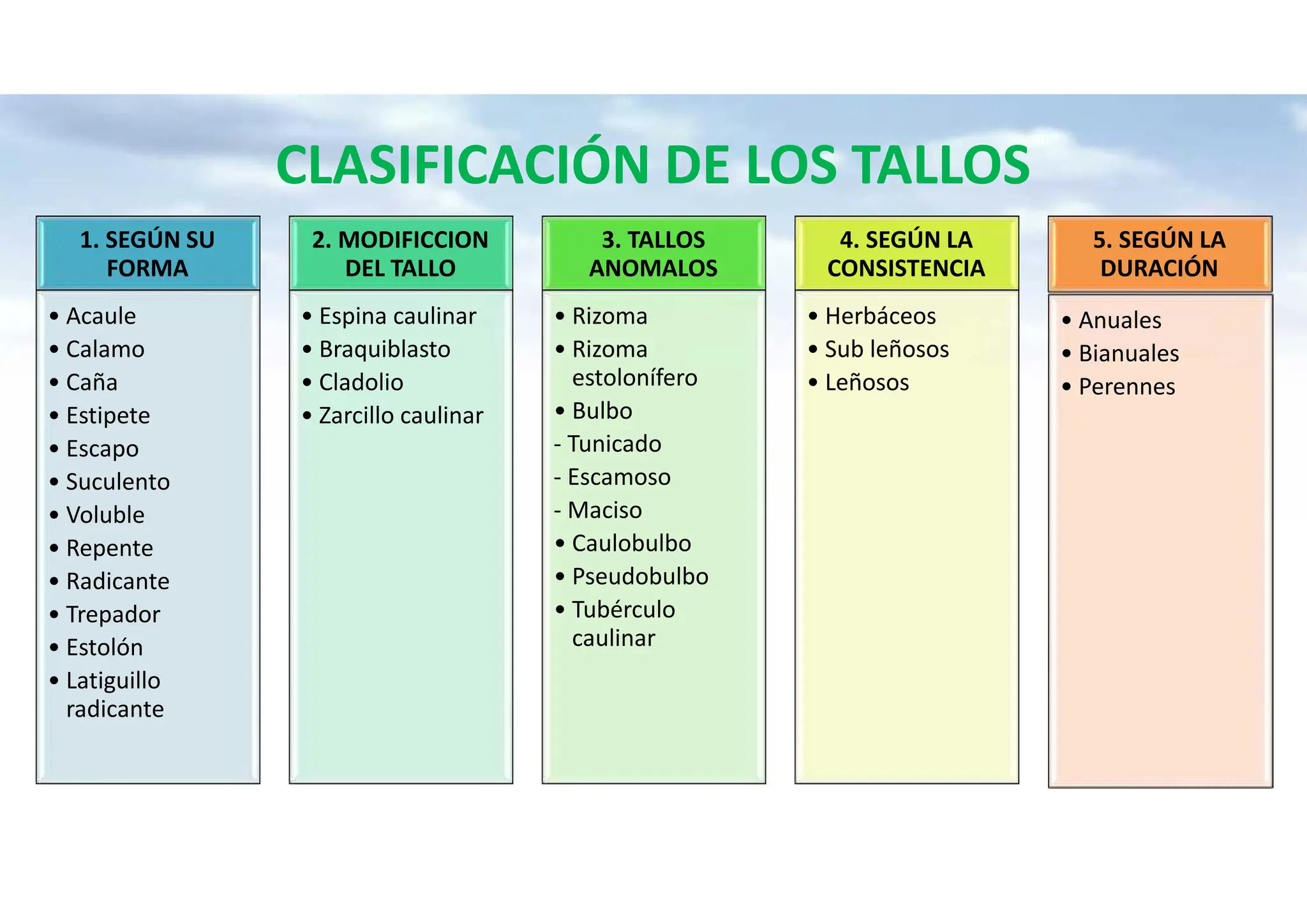 5.2 Clasificacion Tallo.pdf partes de un tallo | PDF