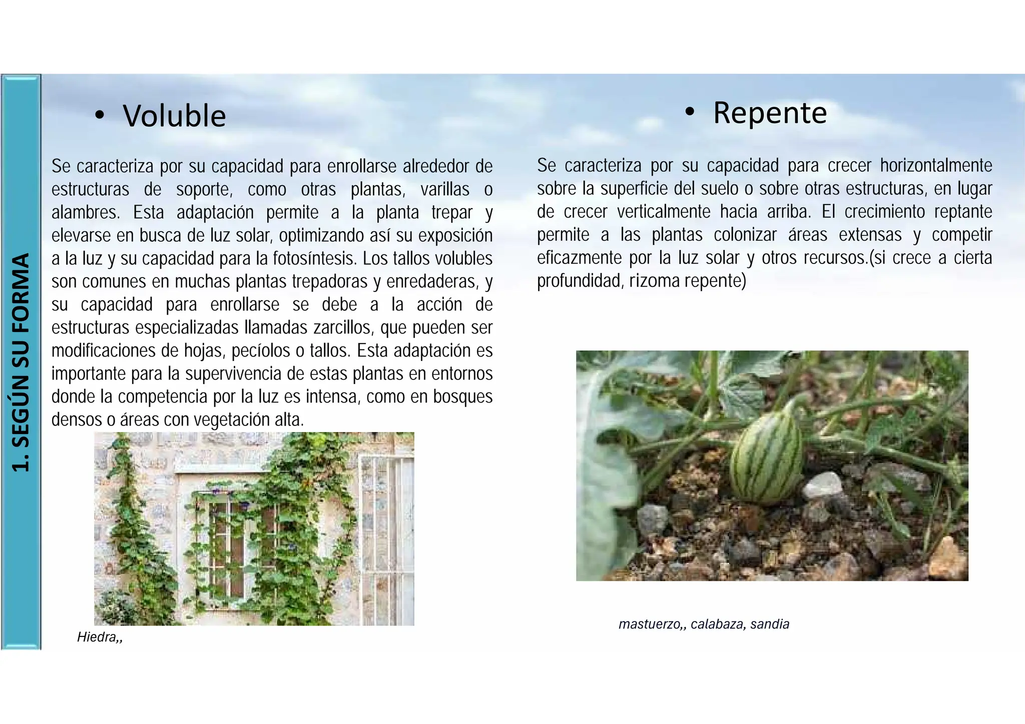 5.2 Clasificacion Tallo.pdf partes de un tallo | PDF