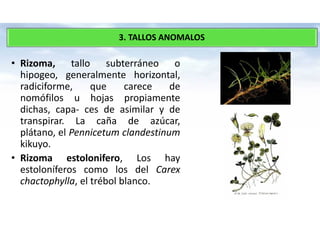 5.2 Clasificacion Tallo.pdf partes de un tallo | PDF
