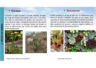 5.2 Clasificacion Tallo.pdf partes de un tallo | PDF