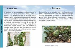 5.2 Clasificacion Tallo.pdf partes de un tallo | PDF