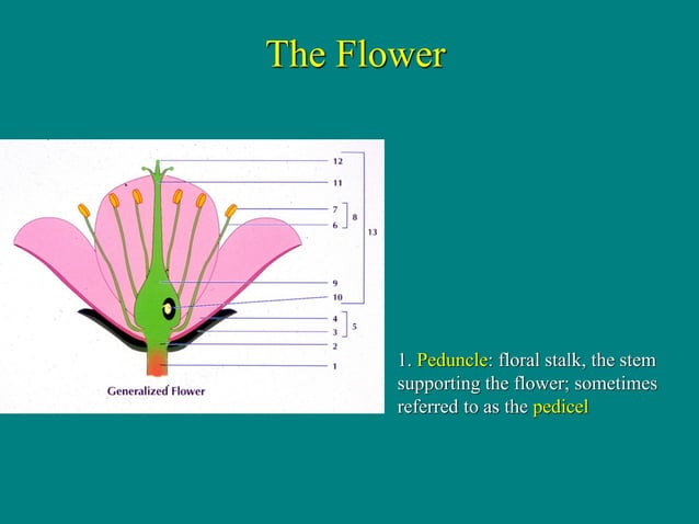 5. Bunga - CHAPTER FLOWER.pdfnnjnnjn kknknknkkd3f;kjf;kdf | PPT