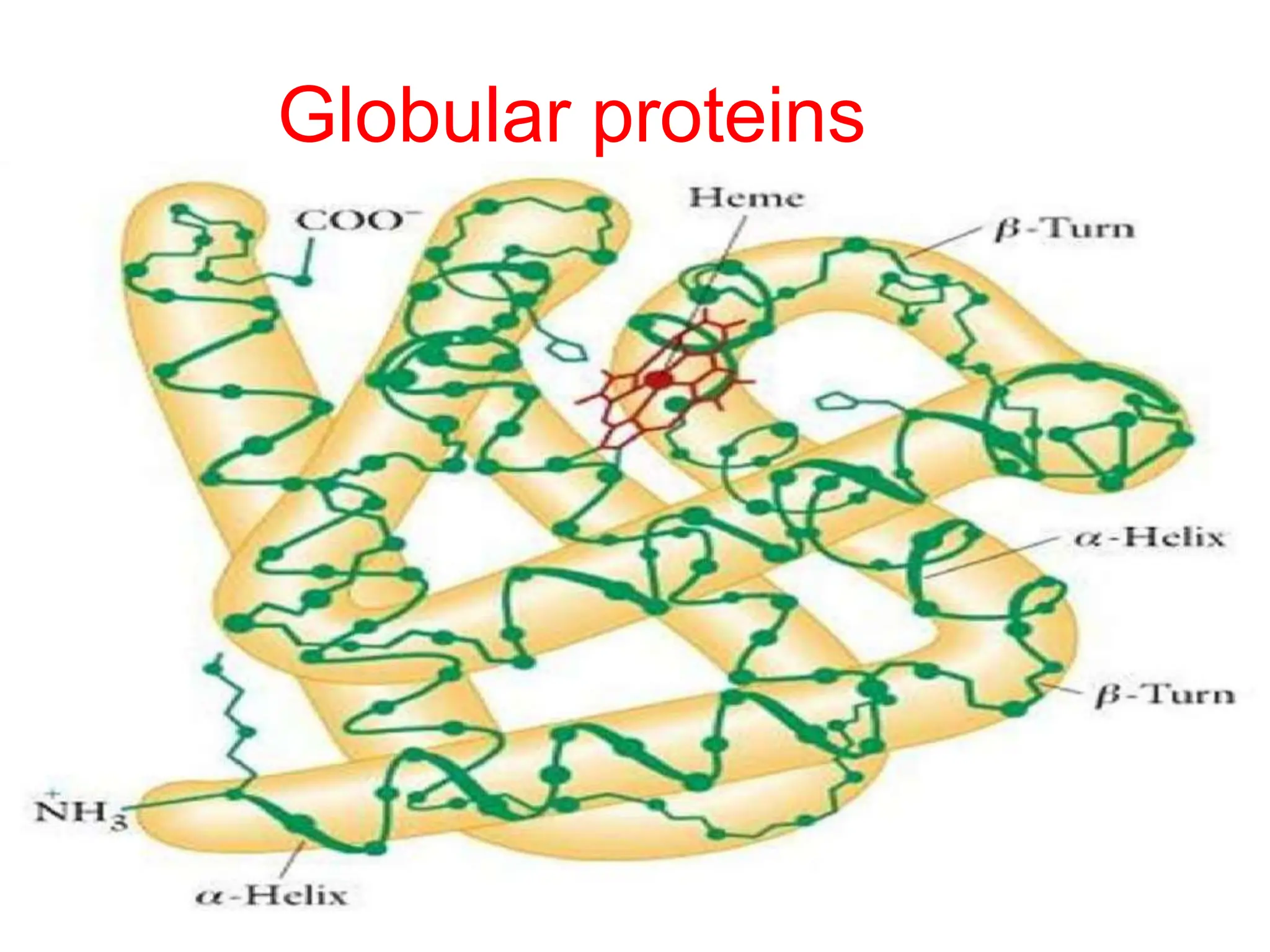 5. Protein structure and function and amino.pptx