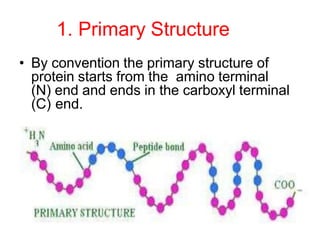 5. Protein structure and function and amino.pptx