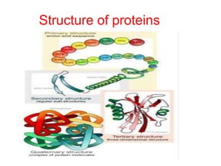 5. Protein structure and function and amino.pptx