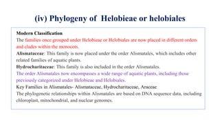 Helobieae or helobiales : Salient features, floral & family diversity ...