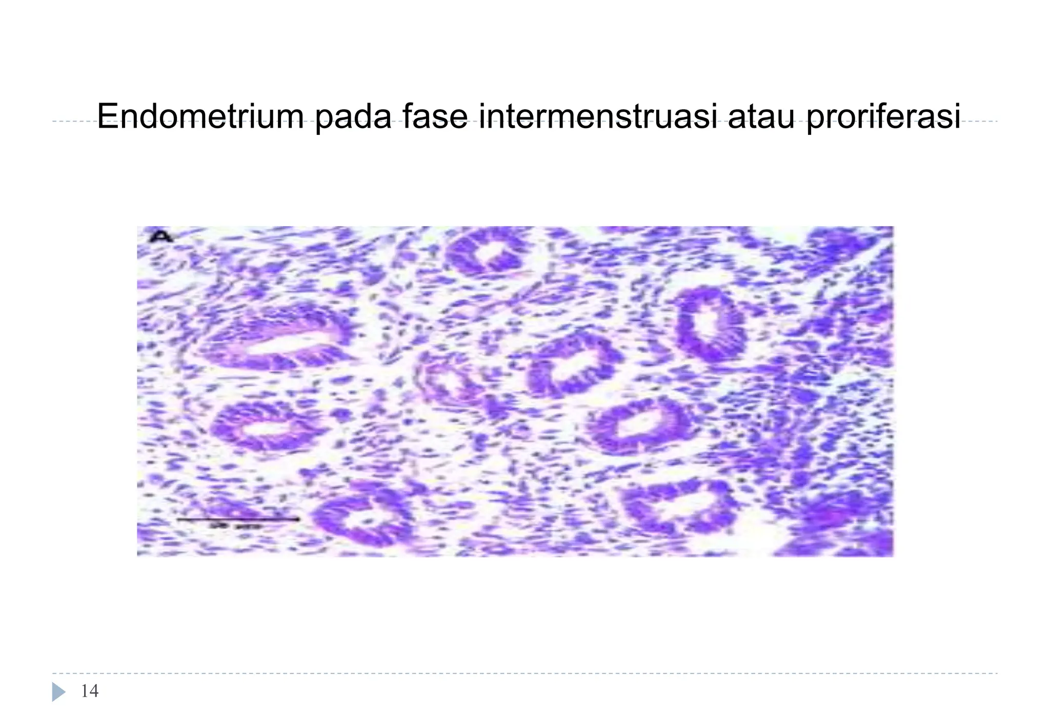 fisiologi menstruasi menstruasi pada wanita | PPT