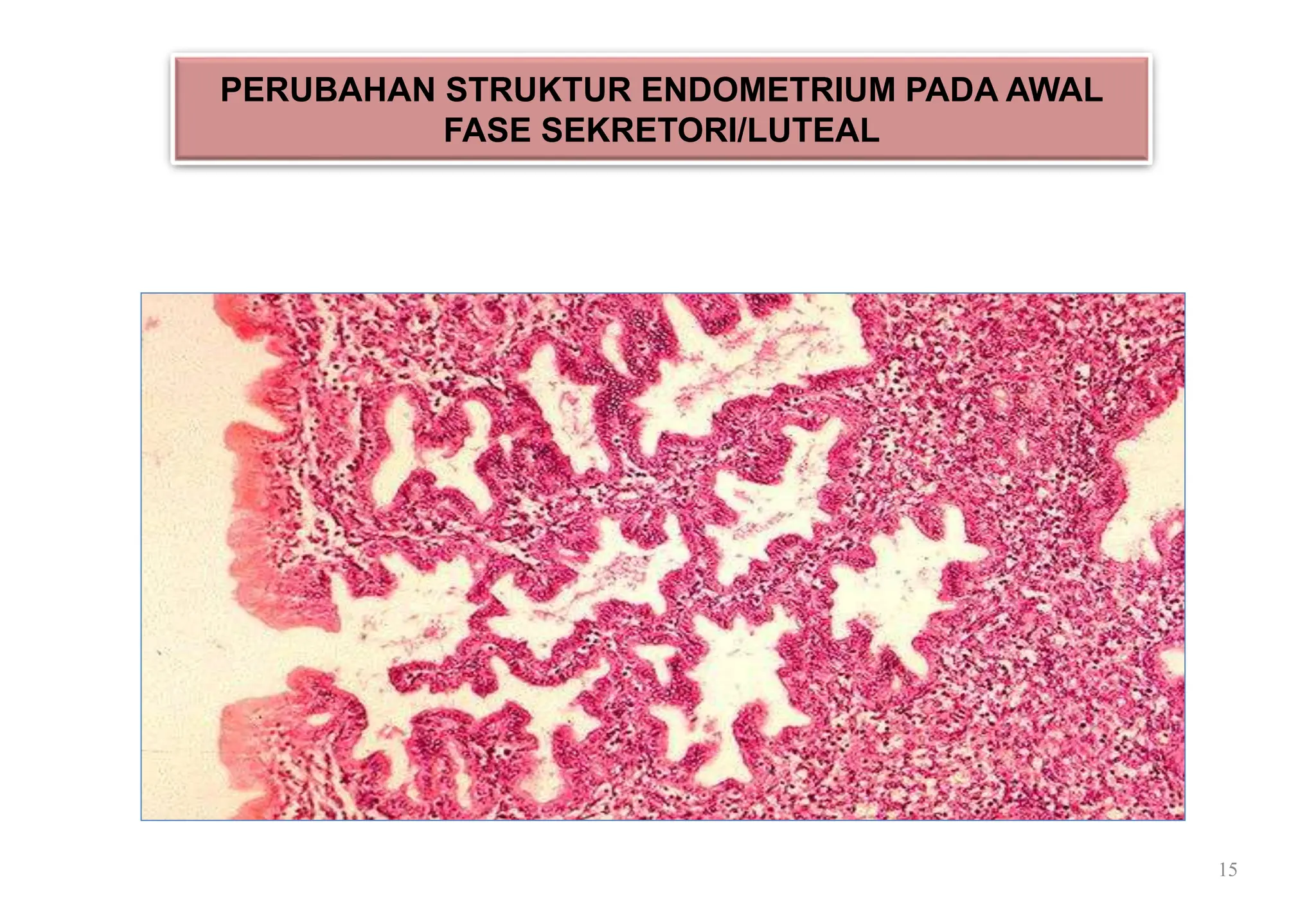 fisiologi menstruasi menstruasi pada wanita | PPT