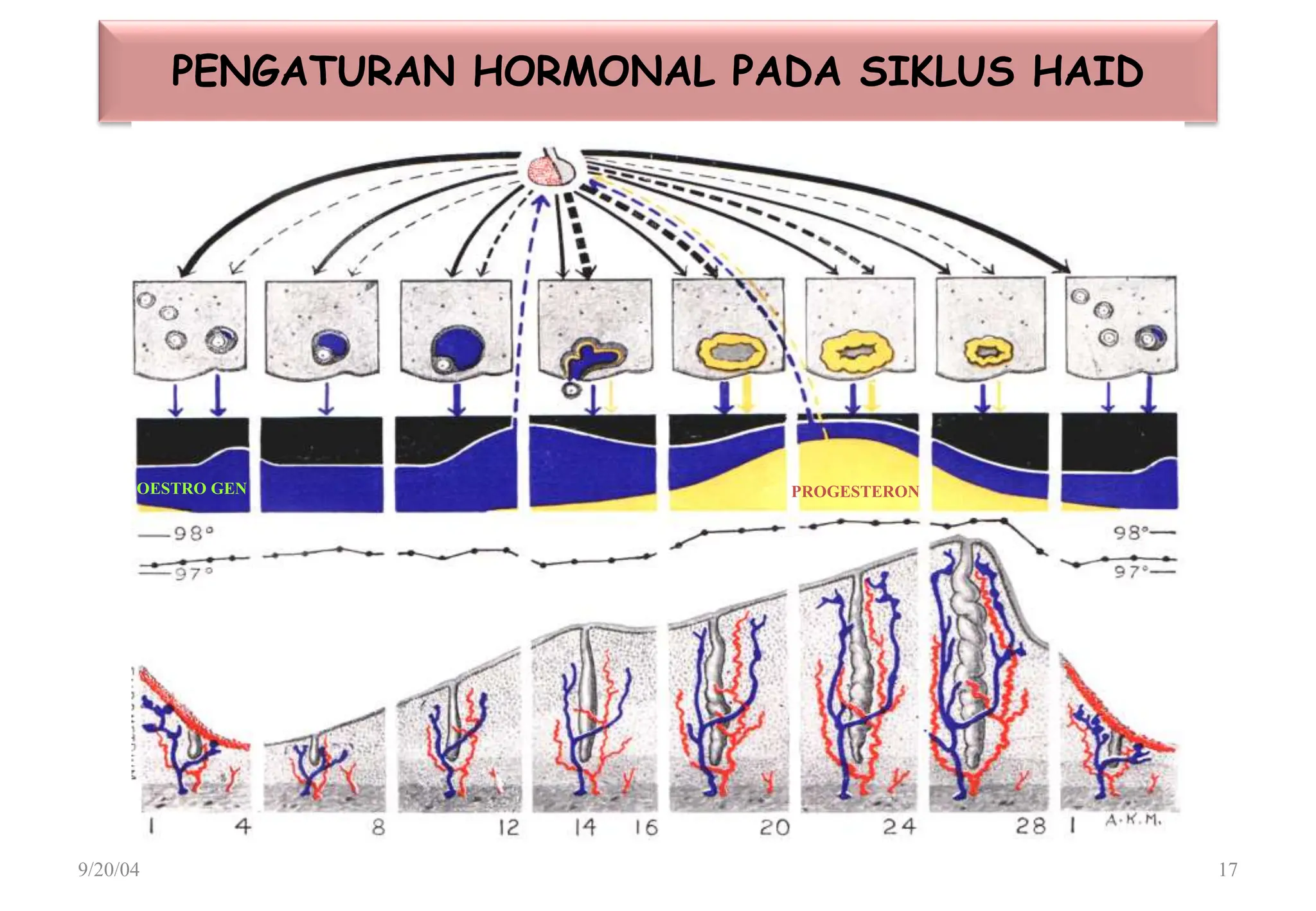 fisiologi menstruasi menstruasi pada wanita | PPT