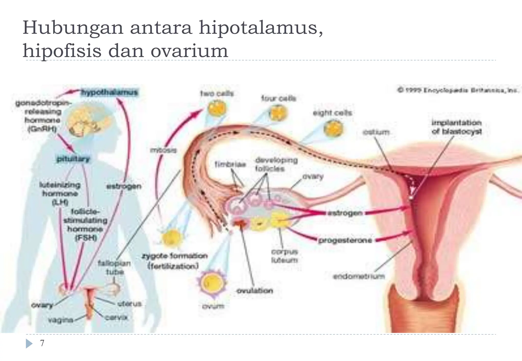 fisiologi menstruasi menstruasi pada wanita | PPT