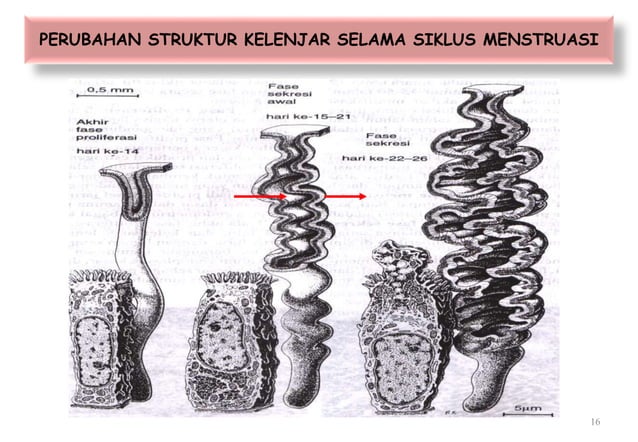 fisiologi menstruasi menstruasi pada wanita | PPT