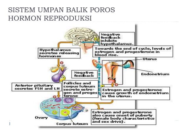 fisiologi menstruasi menstruasi pada wanita | PPT