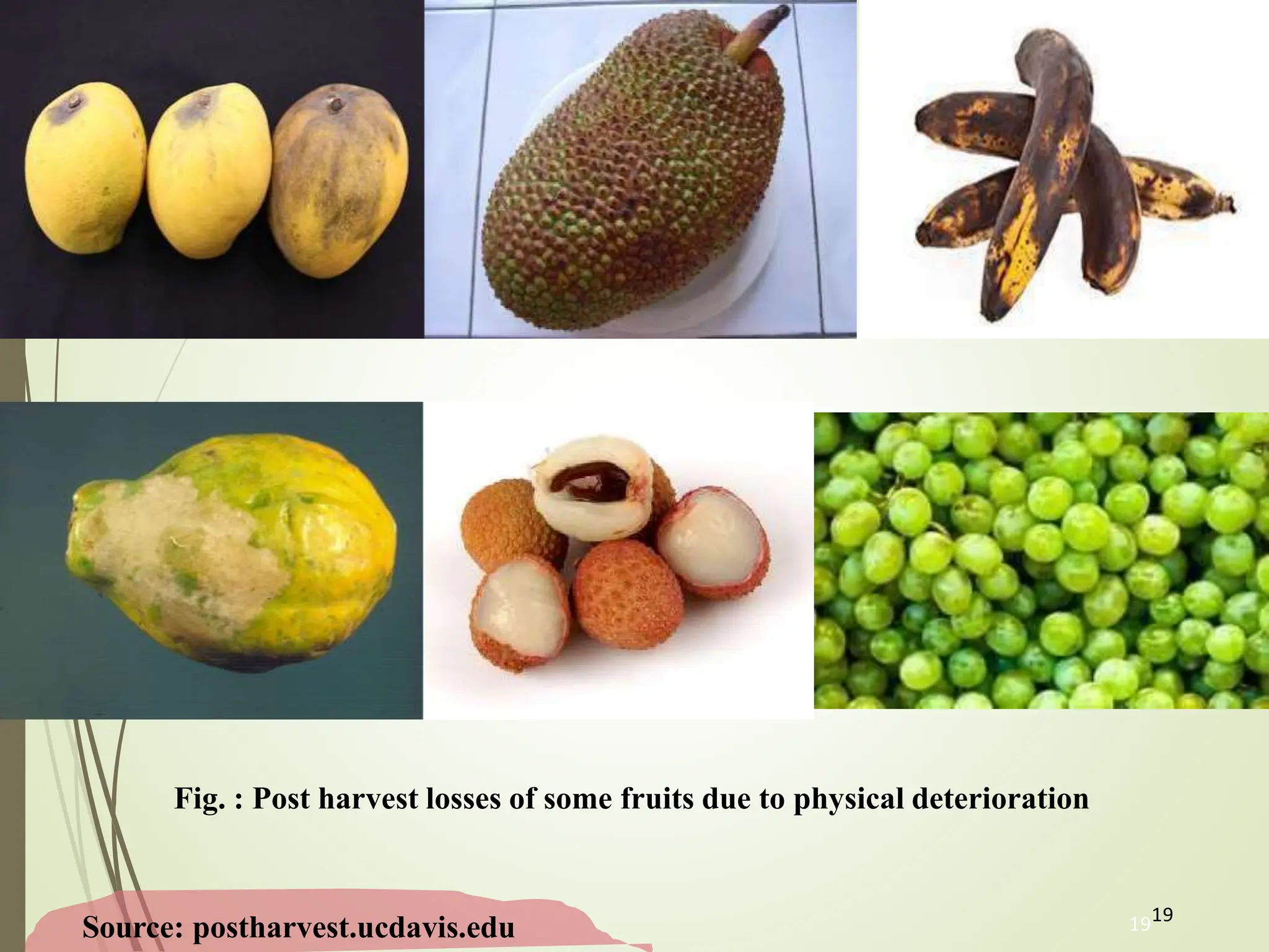 5. Postharvest deterioration of fruits and vegetables.pptx