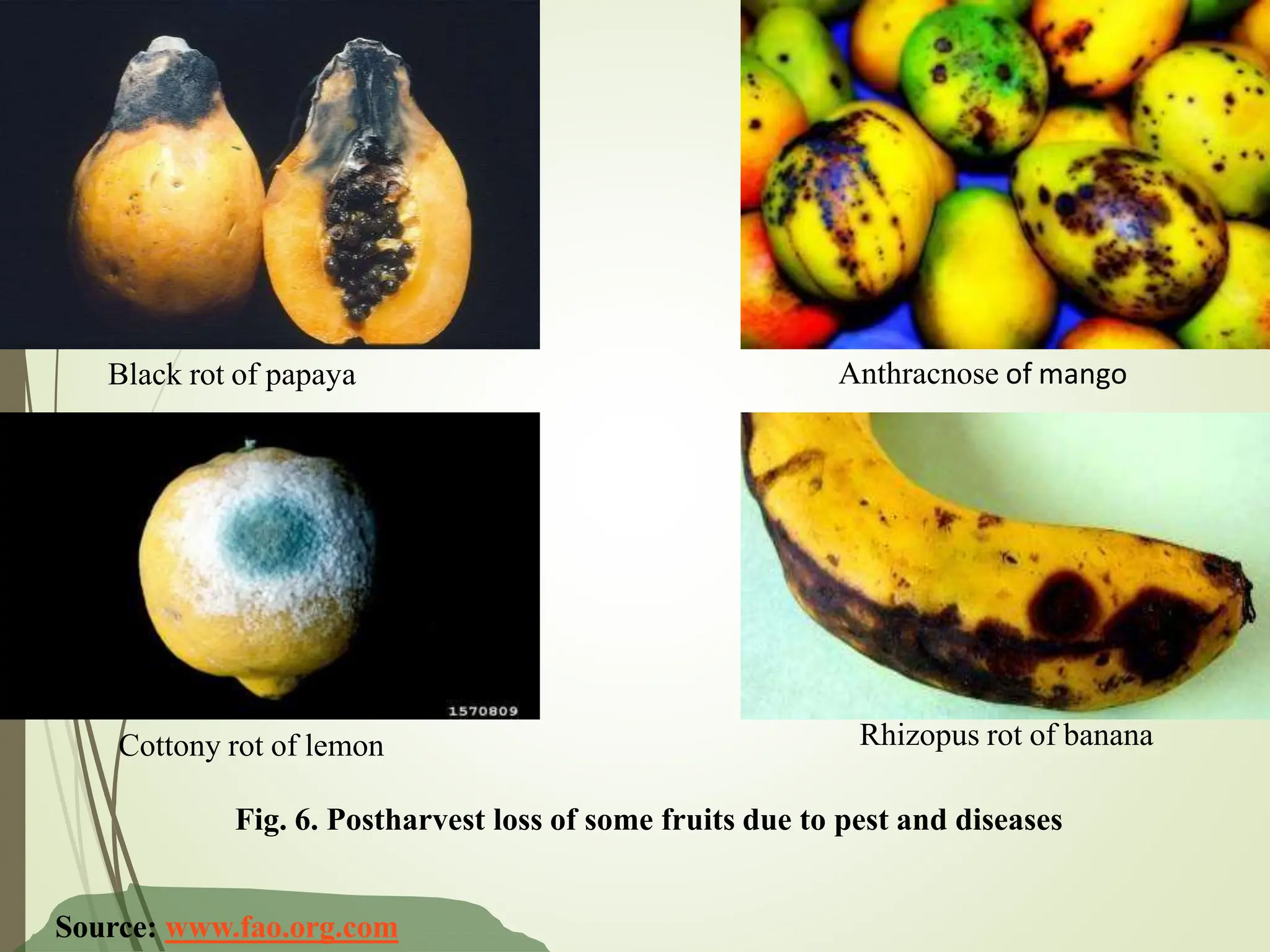 5. Postharvest deterioration of fruits and vegetables.pptx