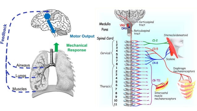 5. Respiratory Distress in Emergency.pptx