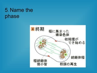 5. Cell Cycle and Mitosis detail presentation | PPT