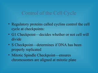 5. Cell Cycle and Mitosis detail presentation | PPT