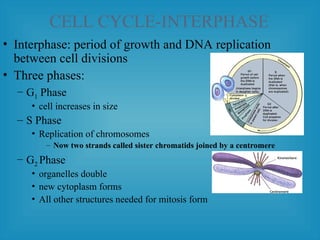 5. Cell Cycle and Mitosis detail presentation | PPT