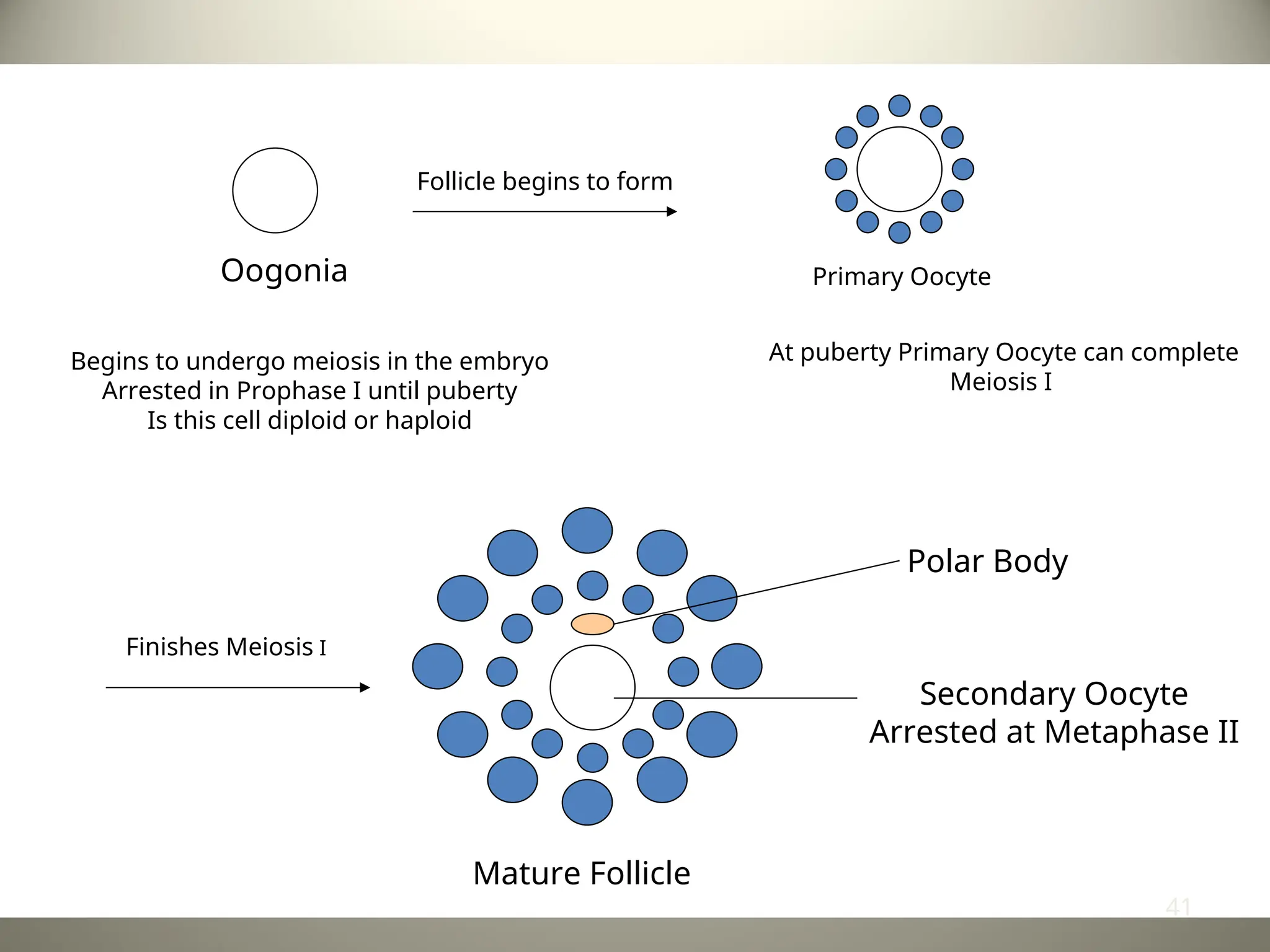 5. Fertilization-Early Embryo Development.ppt