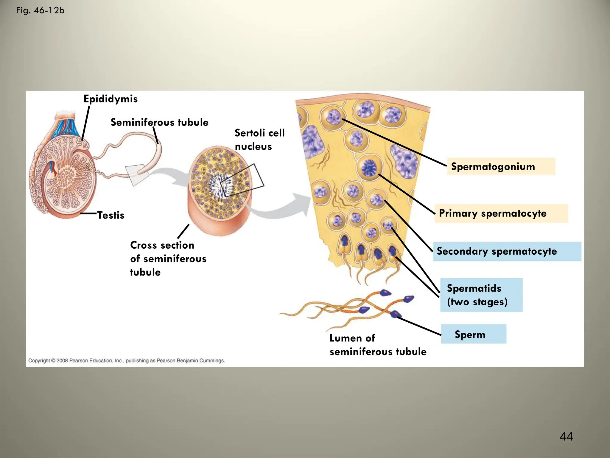 5. Fertilization-Early Embryo Development.ppt