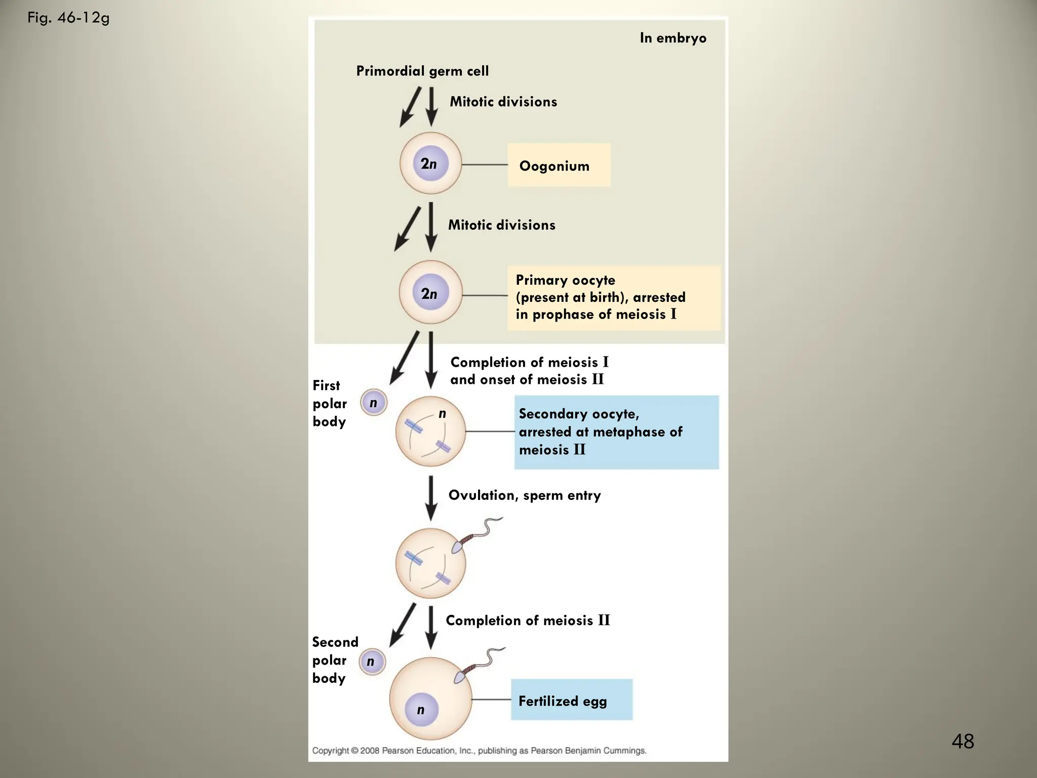 5. Fertilization-Early Embryo Development.ppt