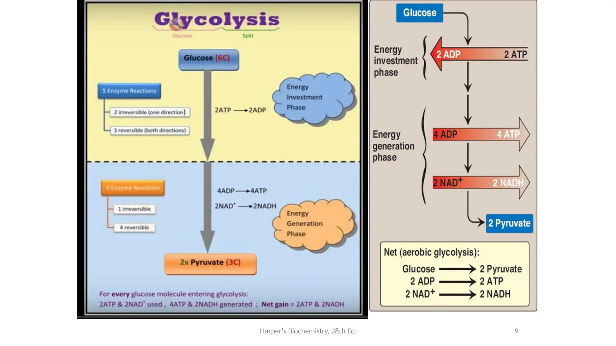DPT - Biochemistry & Genetics - II (Metabolism of Carbohydrates ...