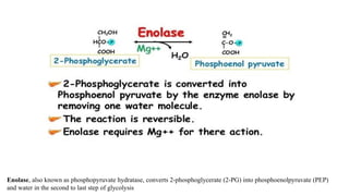 DPT - Biochemistry & Genetics - II (Metabolism of Carbohydrates ...
