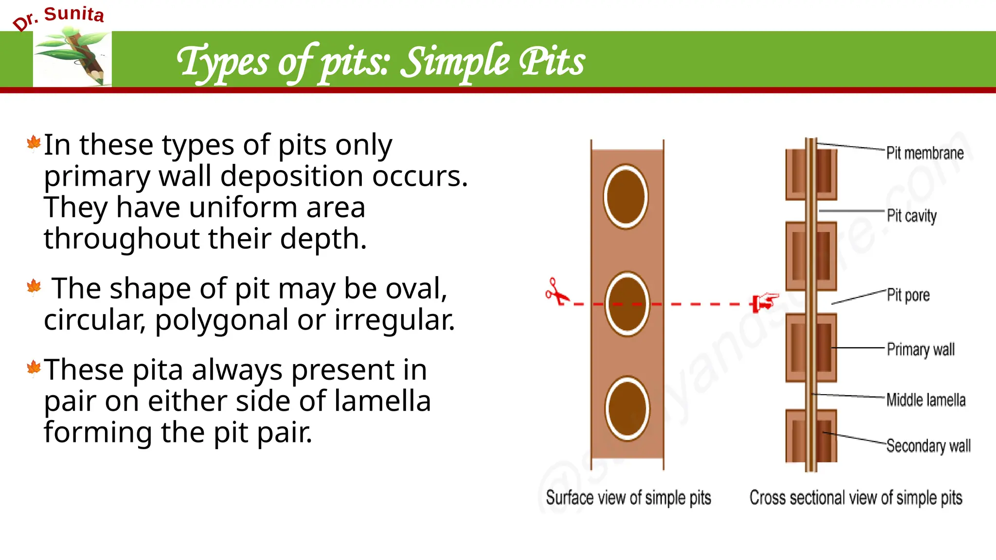 Xylem- complex permanent tissue in plants | PPTX