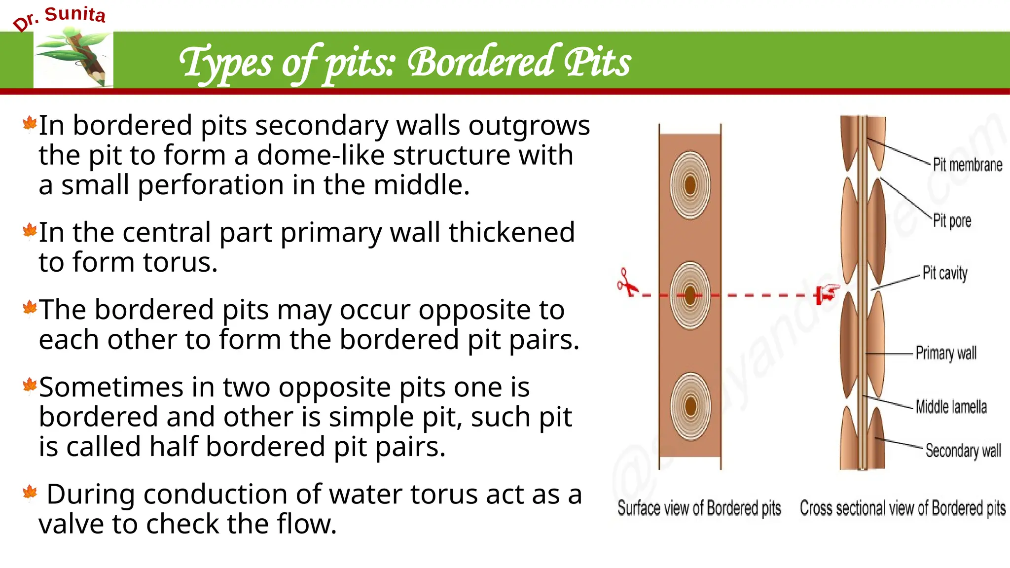 Xylem- complex permanent tissue in plants | PPTX
