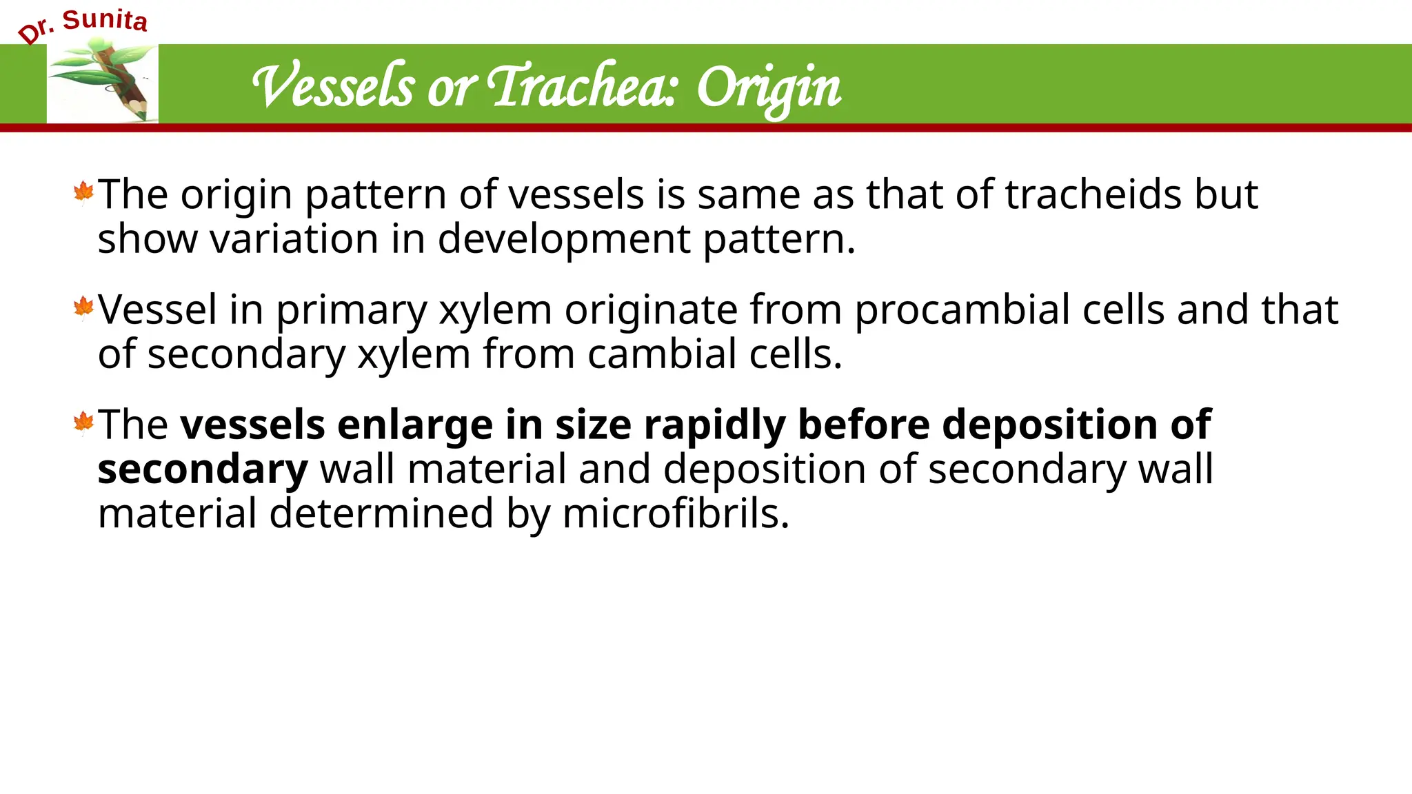 Xylem- complex permanent tissue in plants | PPTX