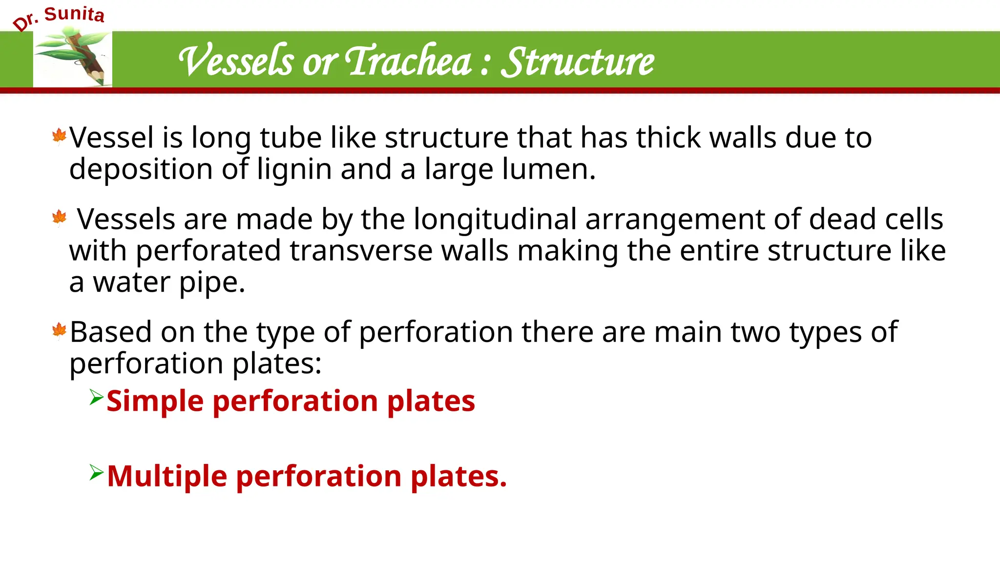 Xylem- complex permanent tissue in plants | PPTX
