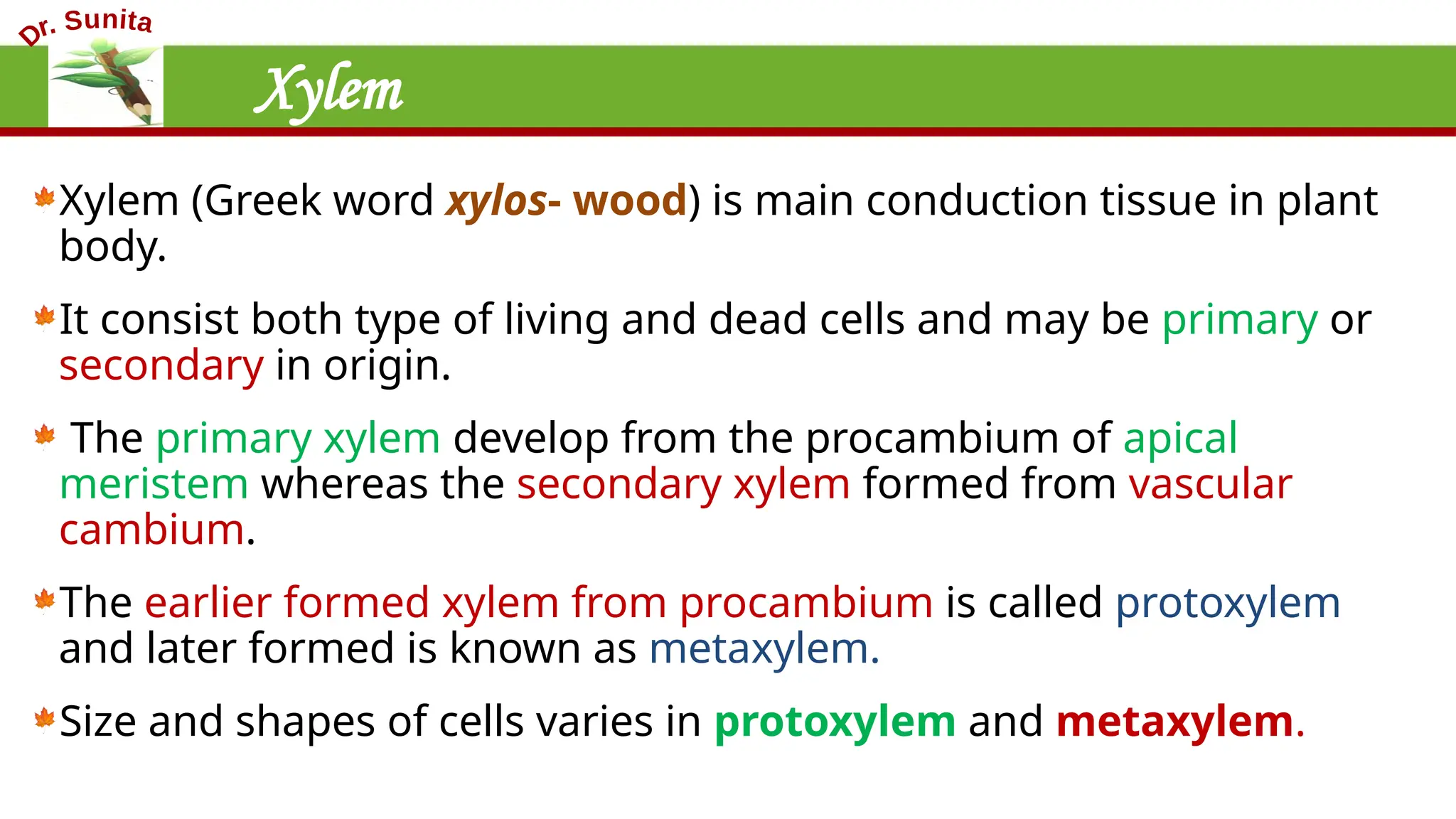 Xylem- complex permanent tissue in plants | PPTX