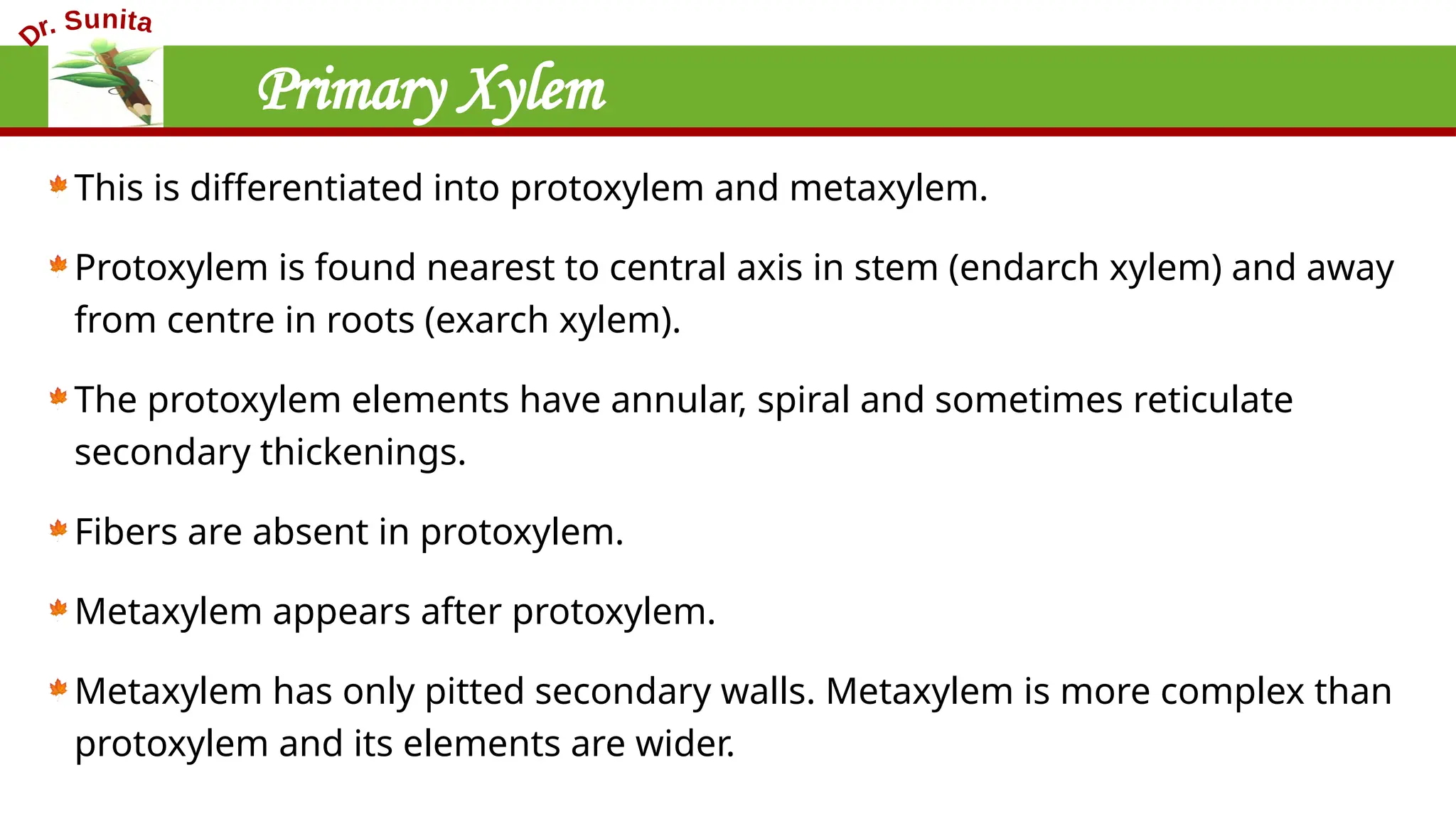 Xylem- complex permanent tissue in plants | PPTX
