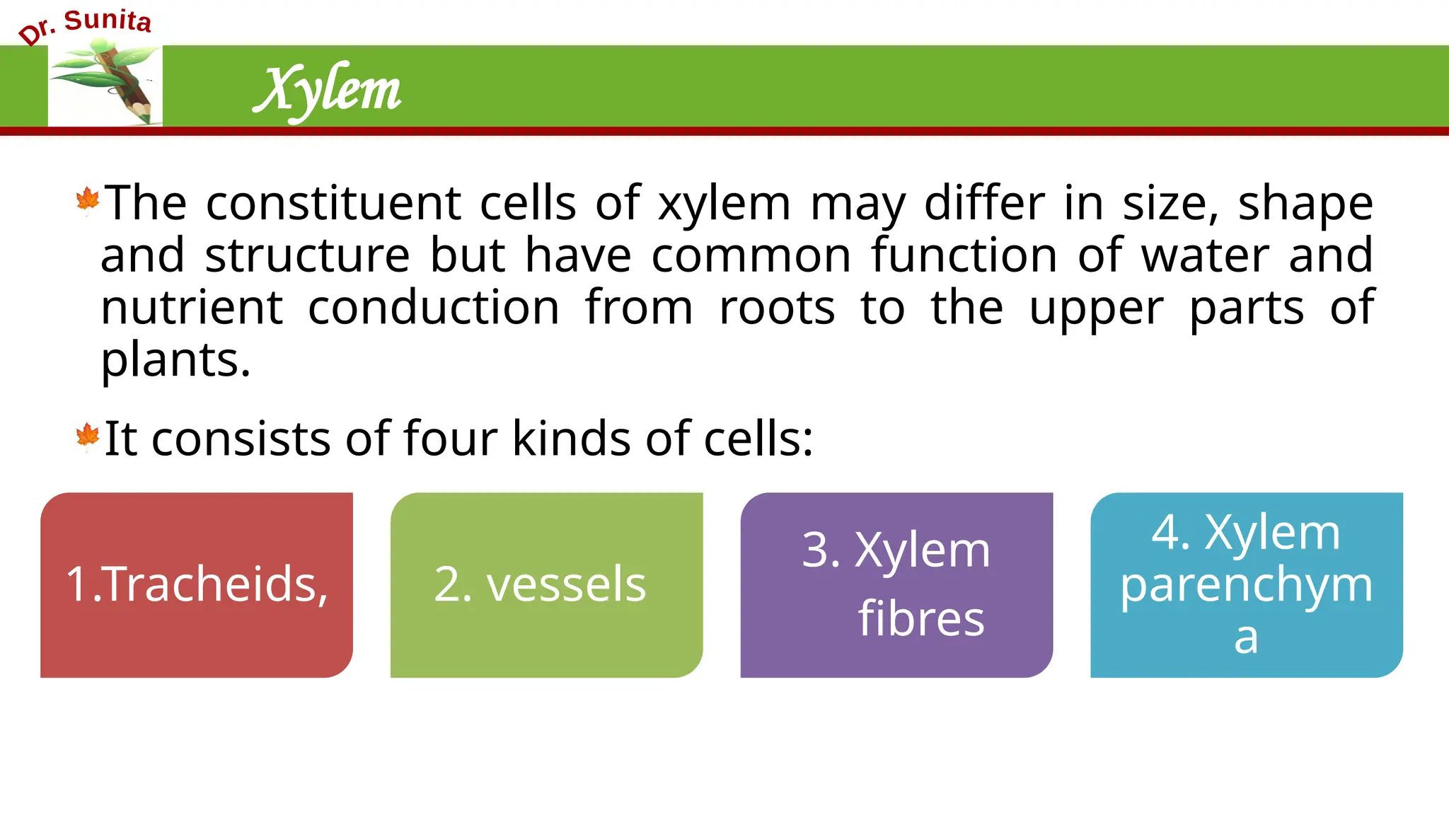 Xylem- complex permanent tissue in plants | PPTX