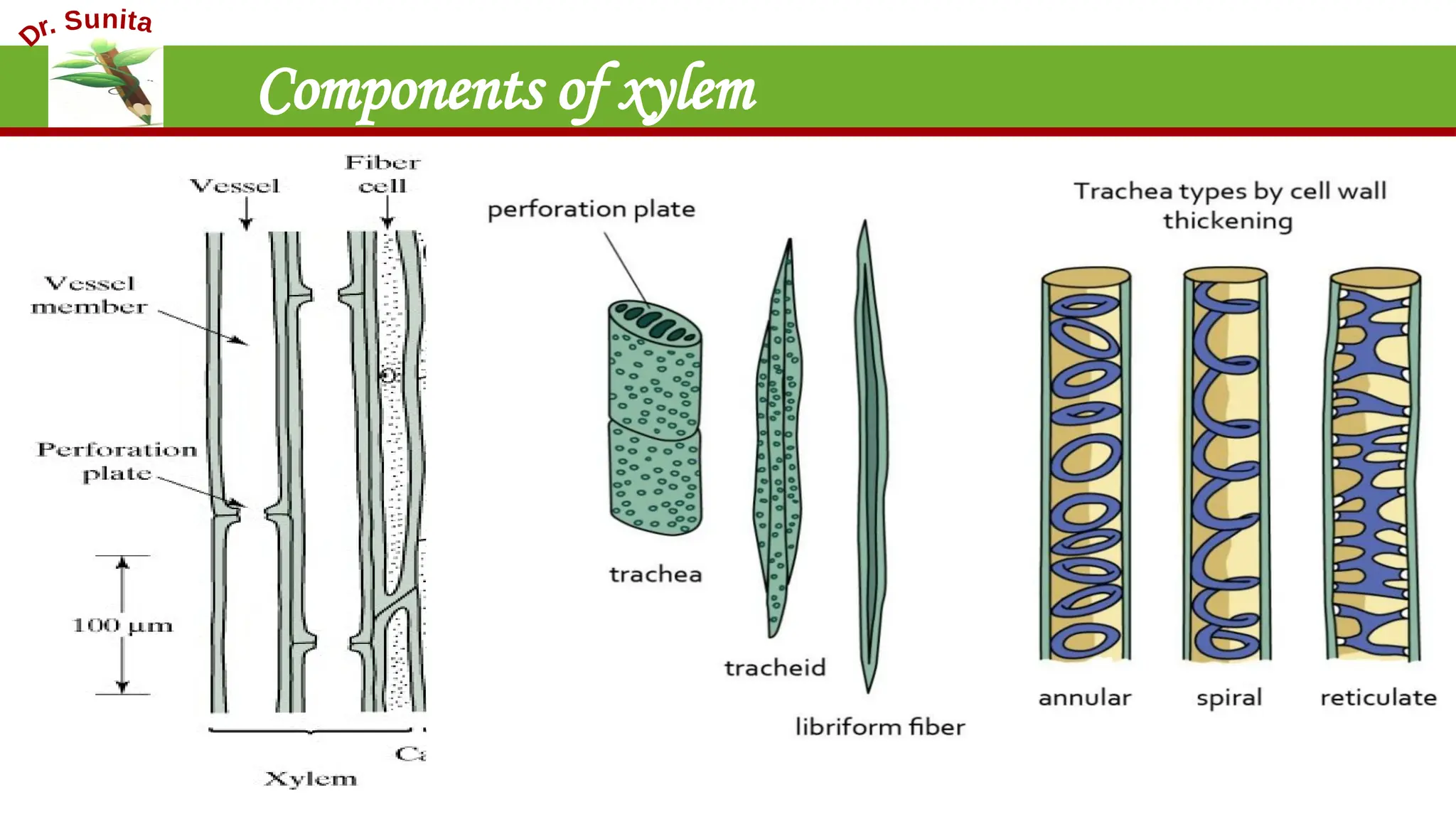 Xylem- complex permanent tissue in plants | PPTX