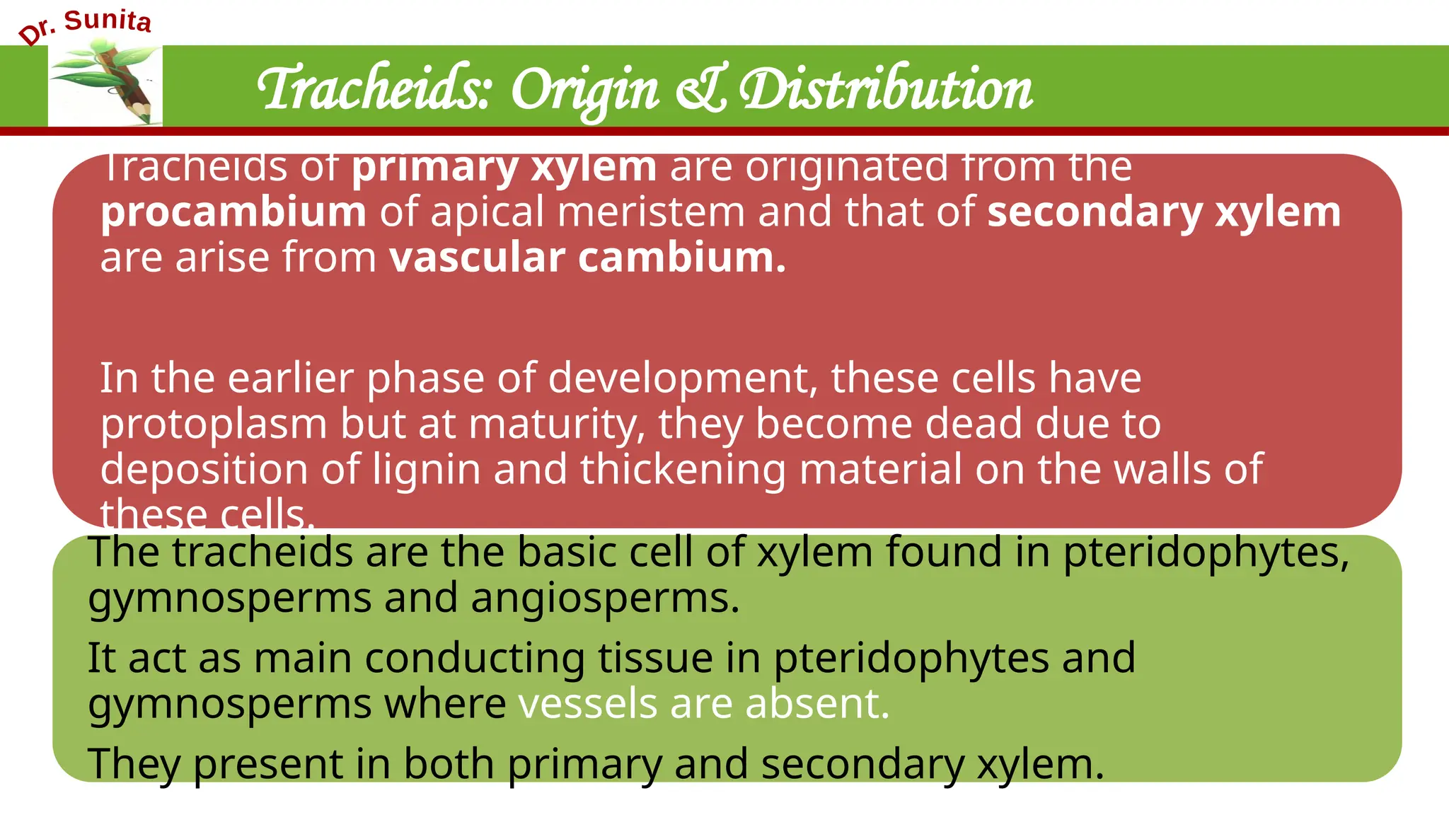 Xylem- complex permanent tissue in plants | PPTX