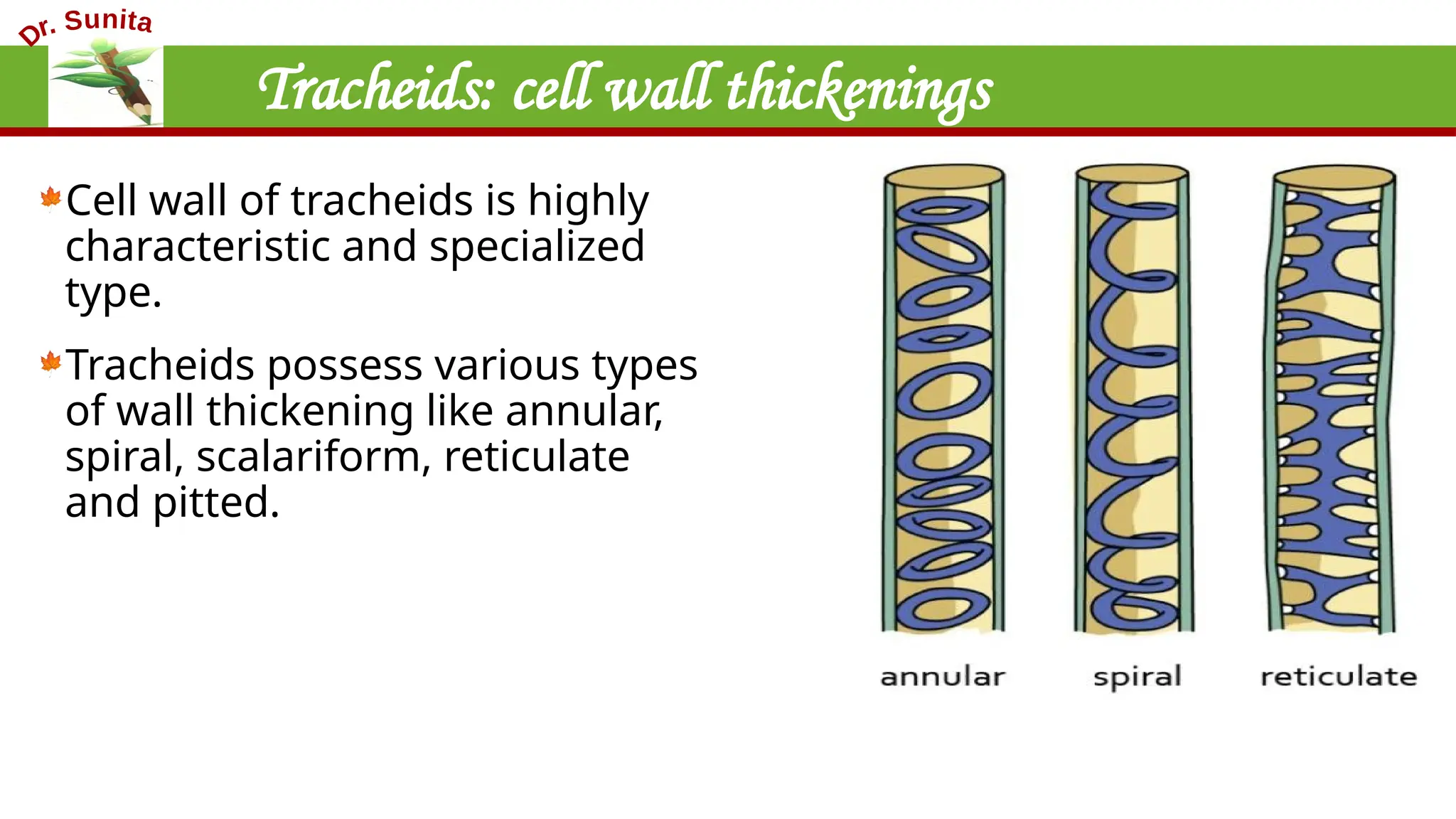 Xylem- complex permanent tissue in plants | PPTX