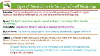 Xylem- complex permanent tissue in plants | PPTX