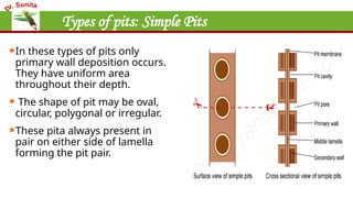 Xylem- complex permanent tissue in plants | PPTX