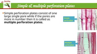 Xylem- complex permanent tissue in plants | PPTX
