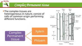 Xylem- complex permanent tissue in plants | PPTX