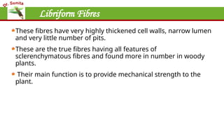 Xylem- complex permanent tissue in plants | PPTX